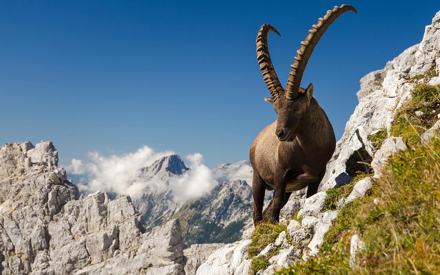Die fantastischen Big Five der Alpen