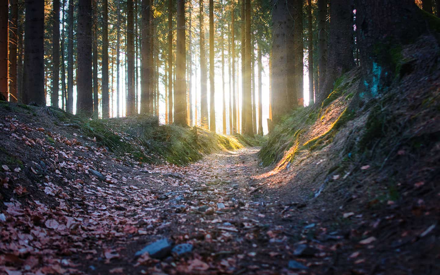 Tolle Routen und alles Wissenswerte rund um den Rennsteig